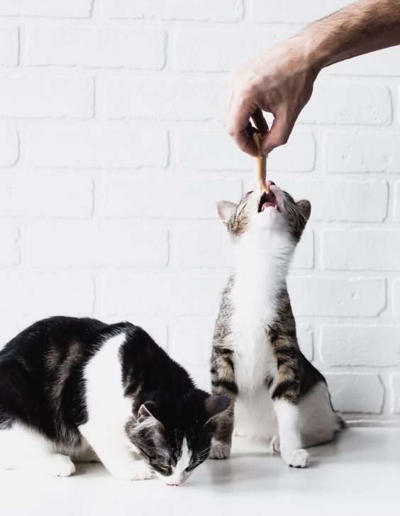 How To Introduce Cats To Each Other By Eating Together